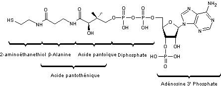 COENZYMES