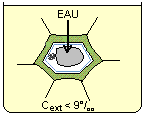 Cellule turgescente