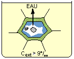 Cellule plasmolysée