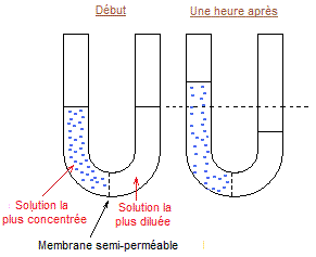 1-2) Pressionosmotique