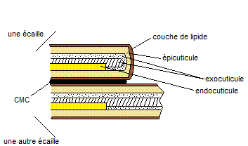 (extrait de la thèse de doctoratprésentée par Frédérique Salpin le 14 ...